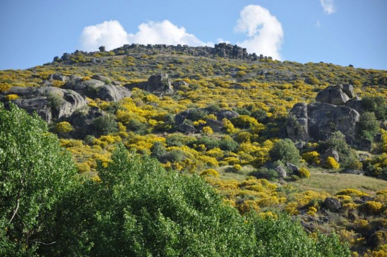Matorral: [Características, Flora, Fauna y Adaptabilidad]