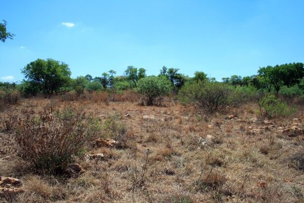 Matorral: [Características, Flora, Fauna y Adaptabilidad]