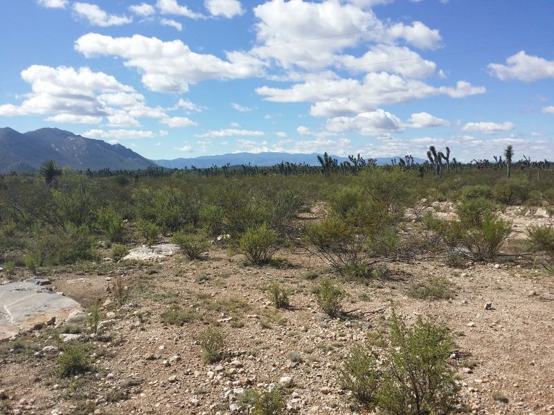 Matorral: [Características, Flora, Fauna y Adaptabilidad]