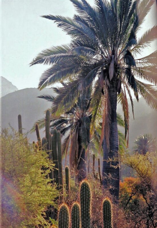 Bosque Esclerófilo: [Características, Flora, Fauna y Temperatura]