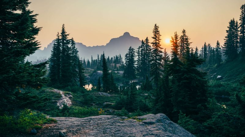 Bosque Esclerófilo: [Características, Flora, Fauna y Temperatura]