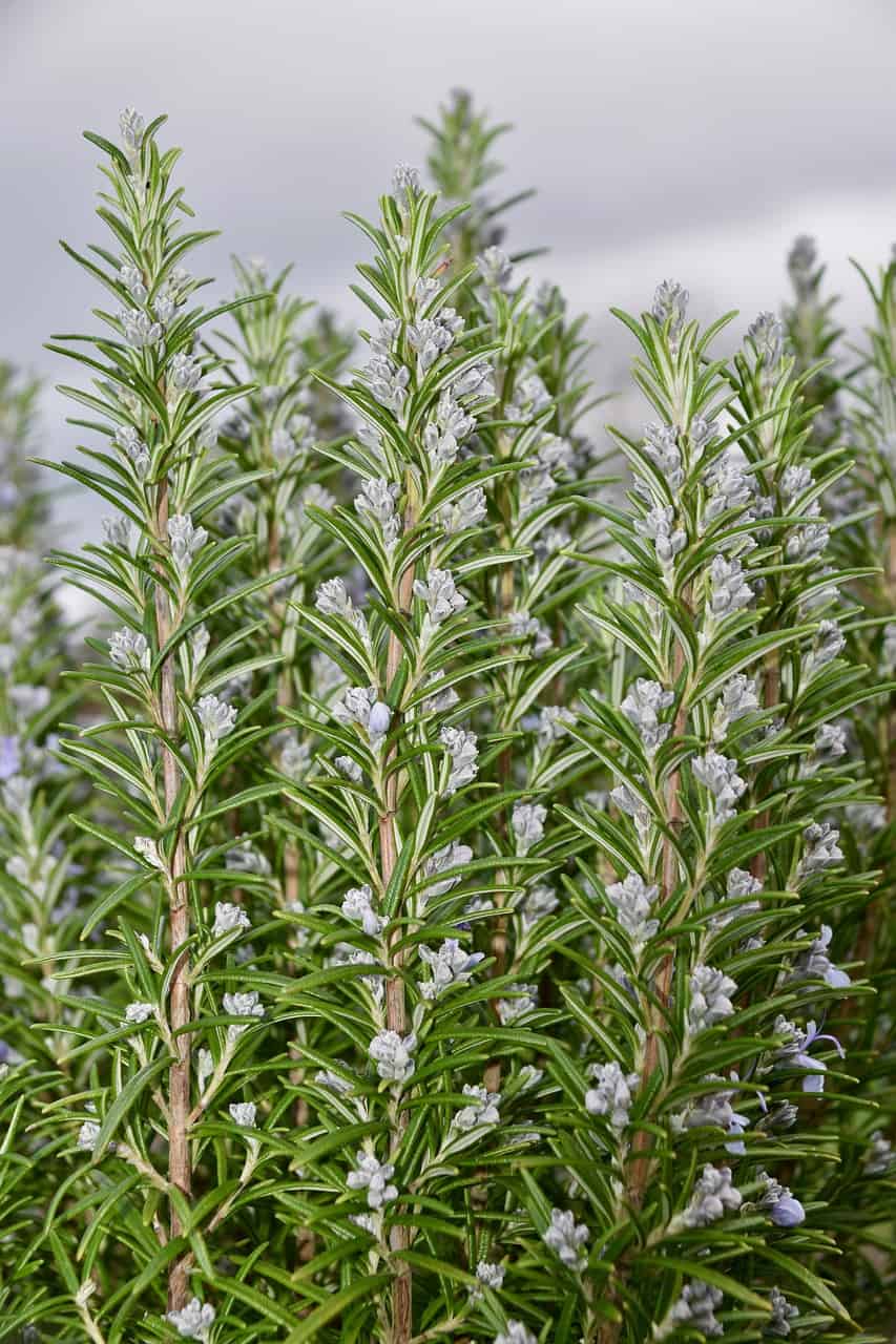 Plantas Aromáticas: [Características, Variedades, Cultivo y Ventajas]