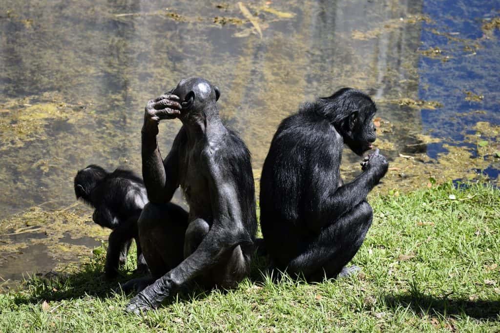 Animales en Peligro de Extinción